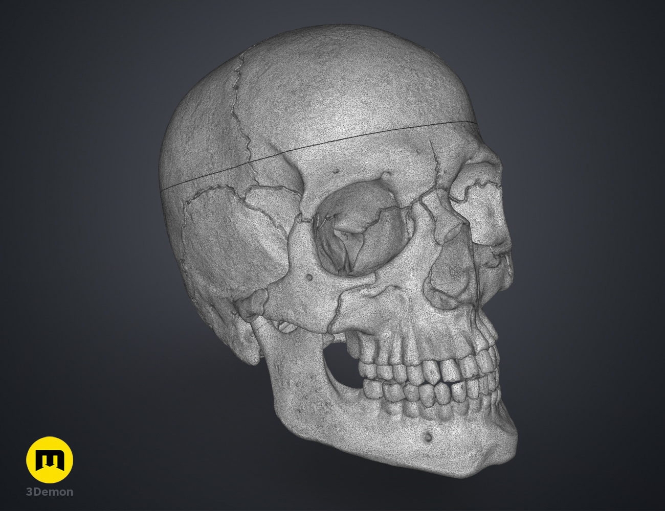 Anatomically Correct Human Skull (Homo Sapiens Sapiens) by 3Demon ...