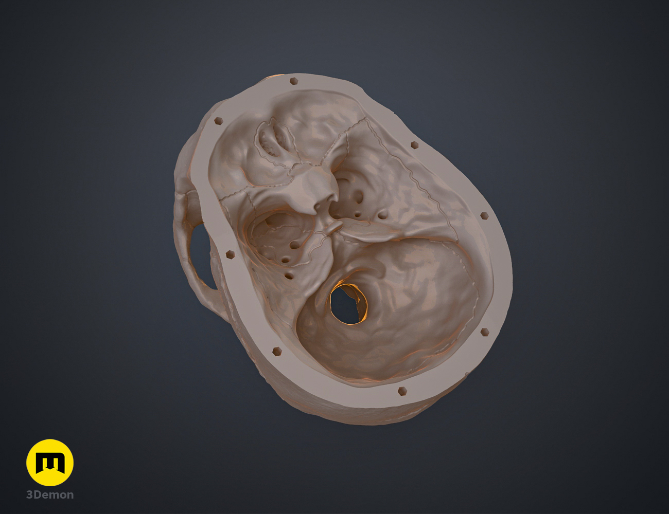 Anatomically Correct Human Skull (Homo Sapiens Sapiens) by 3Demon ...