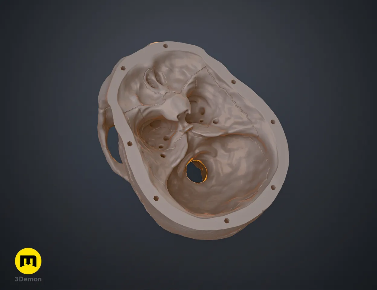 Anatomically Correct Human Skull (Homo Sapiens Sapiens) por 3Demon | Descargar modelo STL ...