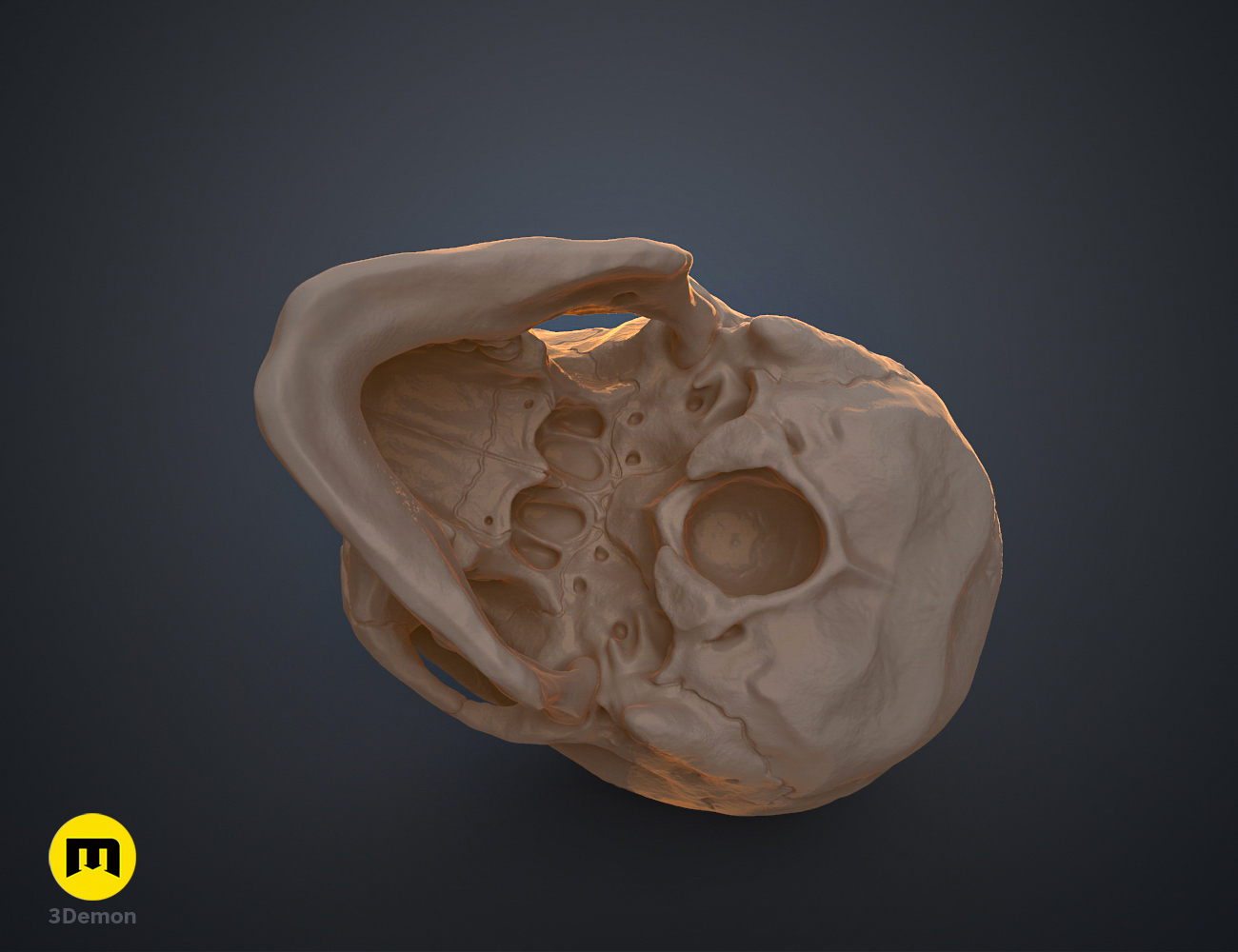 Anatomically Correct Human Skull (Homo Sapiens Sapiens) por 3Demon ...