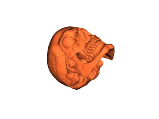 Anatomically Correct Human Skull (Homo Sapiens Sapiens) por 3Demon ...