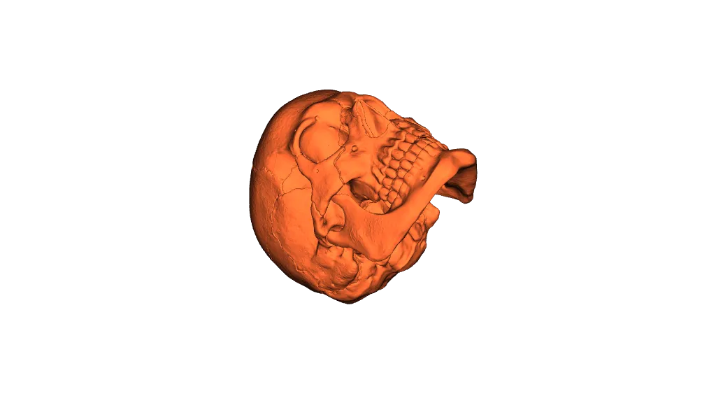 Anatomically Correct Human Skull (Homo Sapiens Sapiens) por 3Demon ...