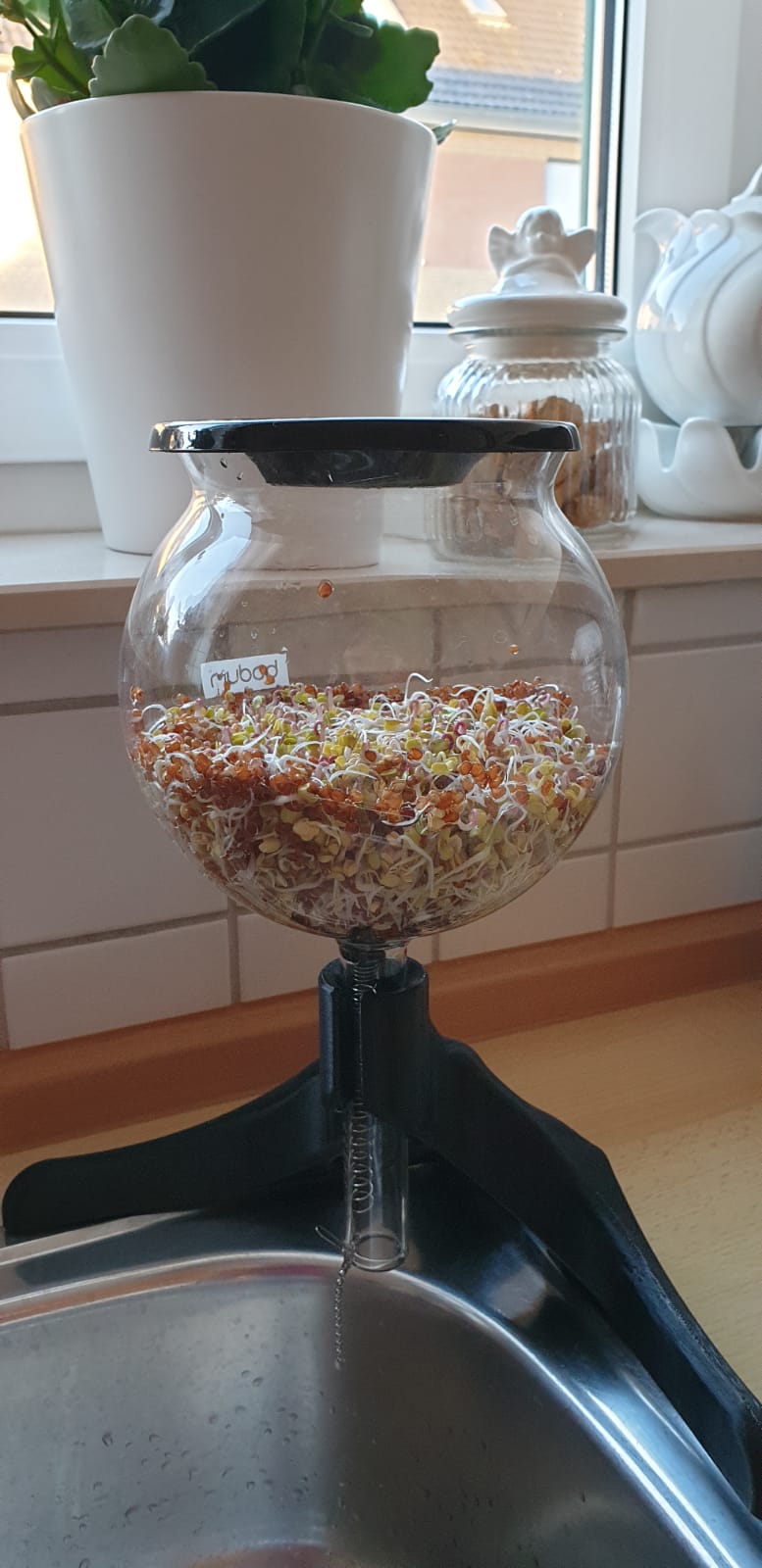 grow fresh sprouts with a coffee maker modification by Matthias Kampa ...