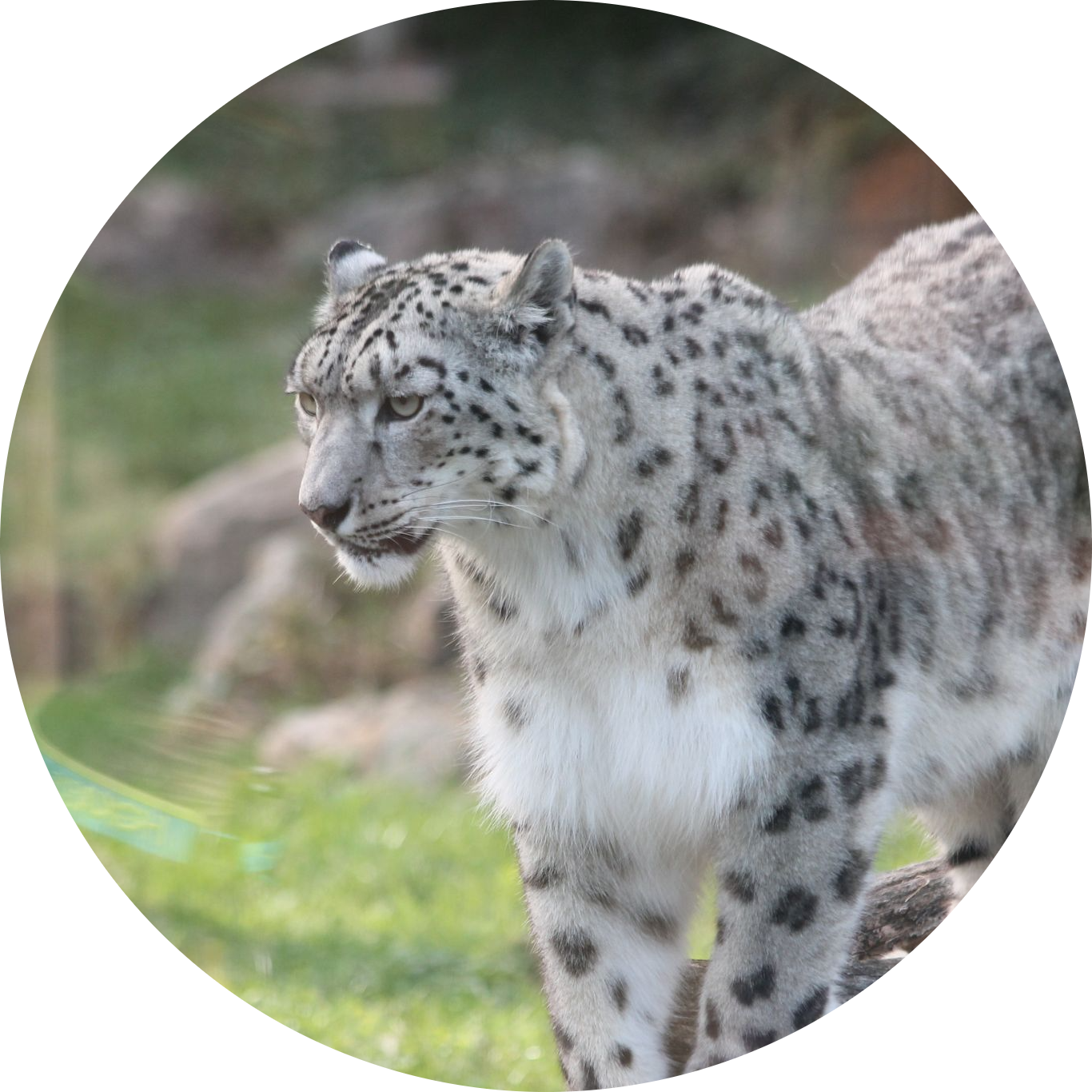 Hueforge - Snow Leopard by Arthena_3D | Printables Store