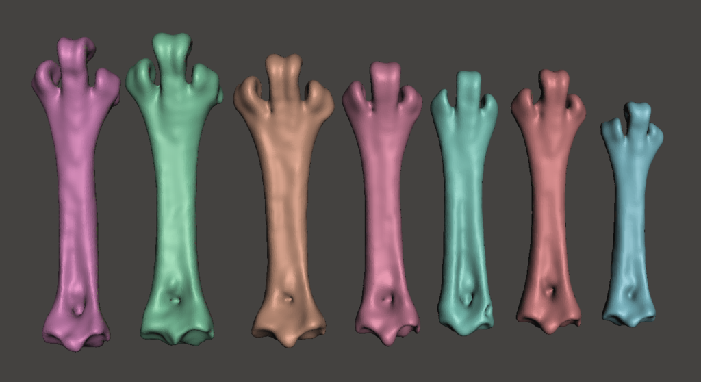Kiwi Leg Bones by Austin Quinn | Download free STL model | Printables.com