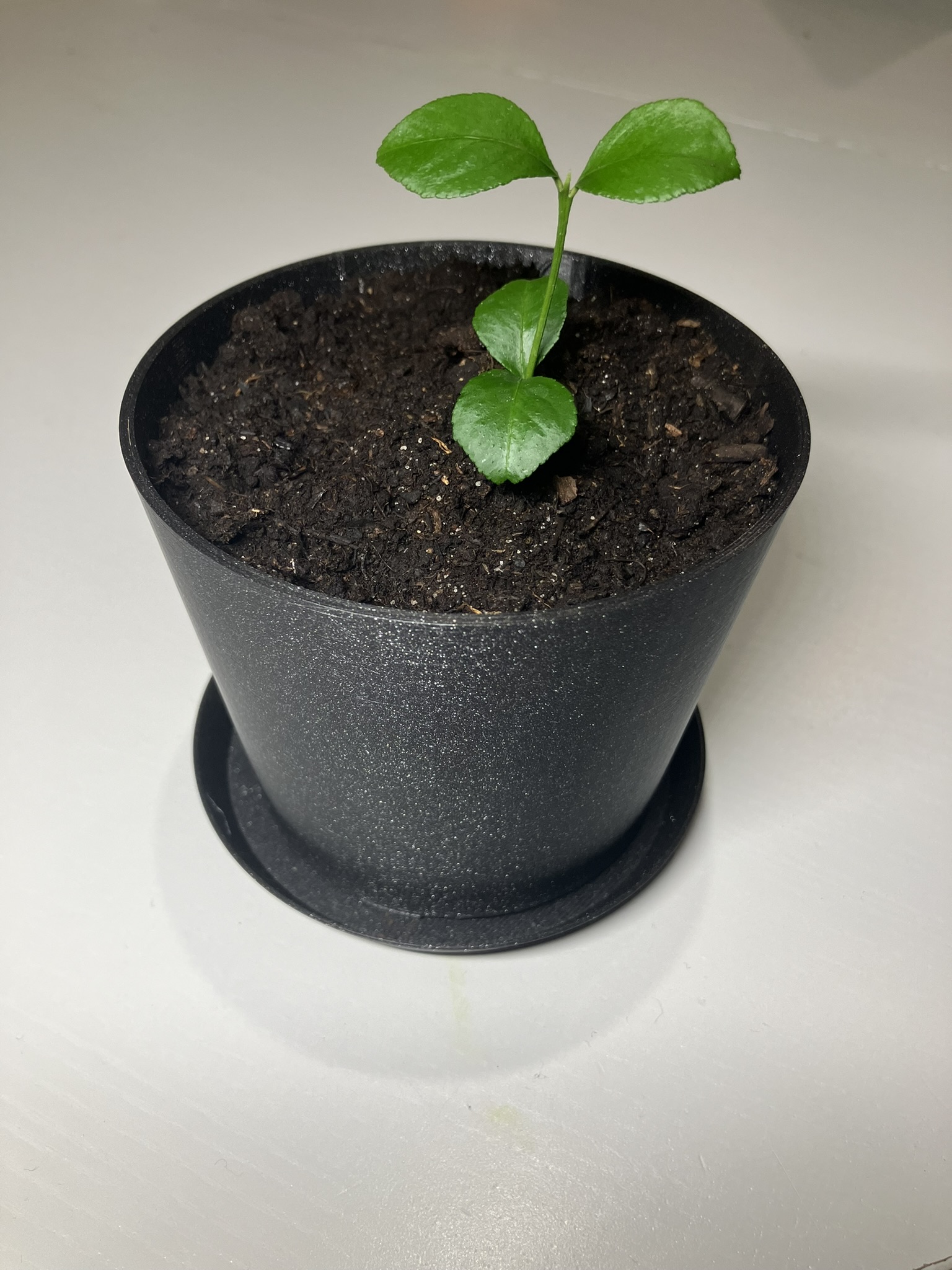 Very simple plant pot (parameterized) by Grzegorz | Download free STL ... Very simple plant pot (parameterized) by Grzegorz | Download free STL ...