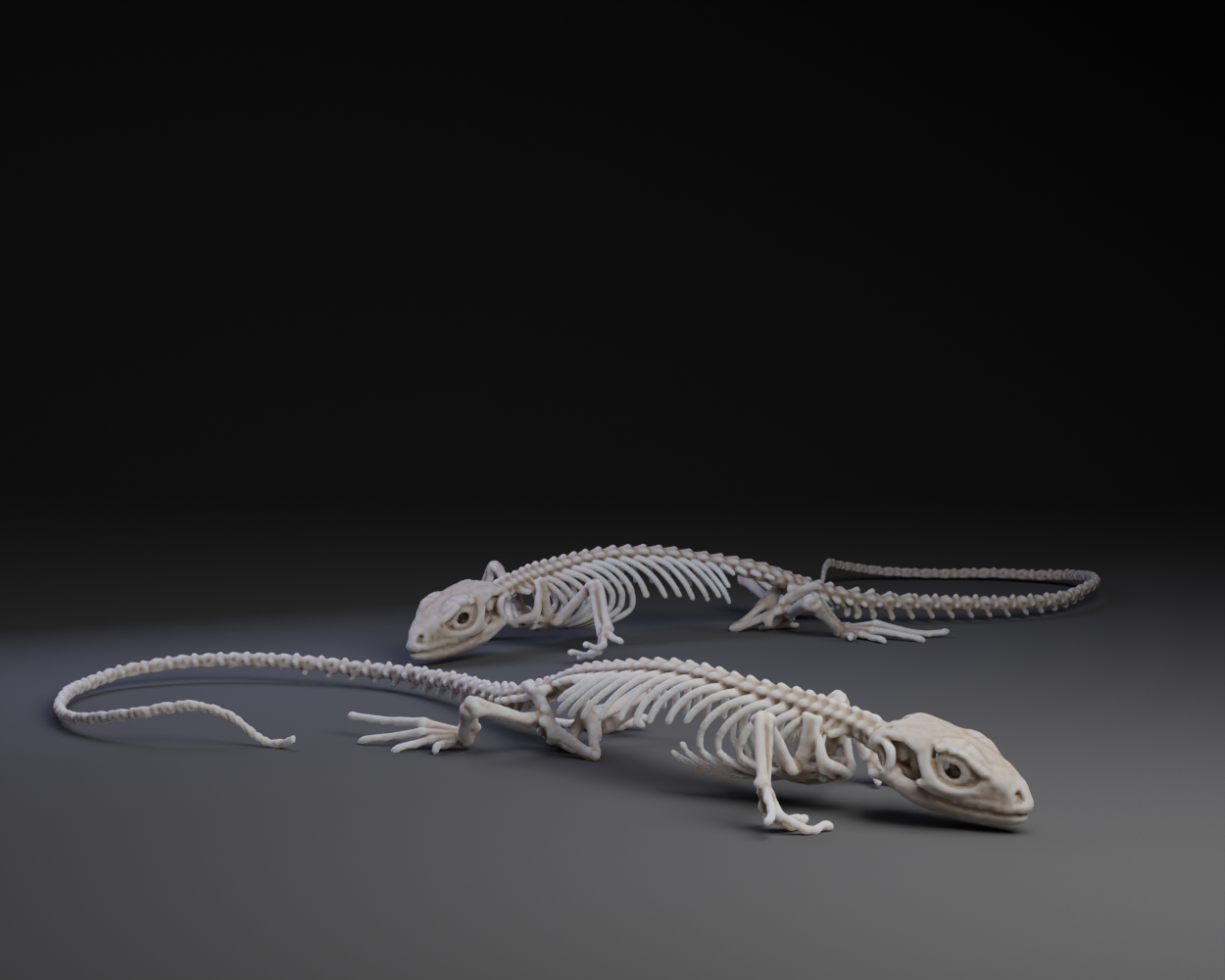 Desert Lizard Skeleton by Peter Farell | Printables Store