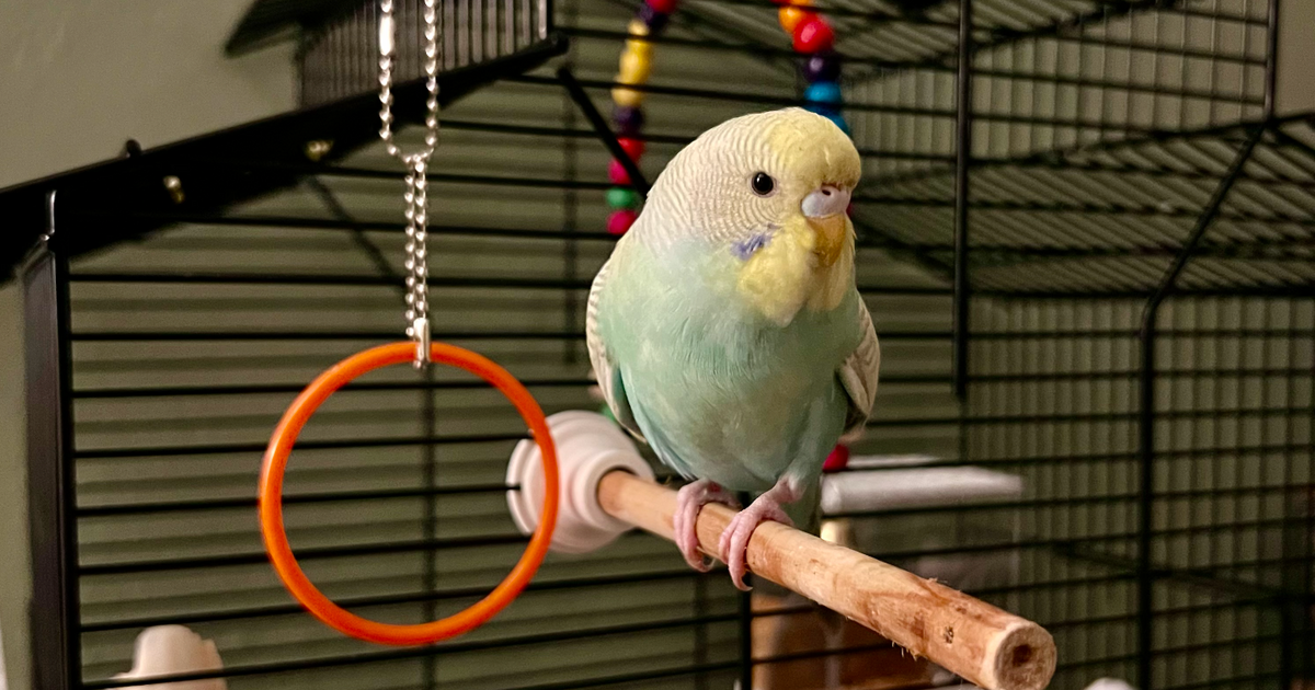 Bird cage stand by Poly Infinity | Download free STL model | Printables.com