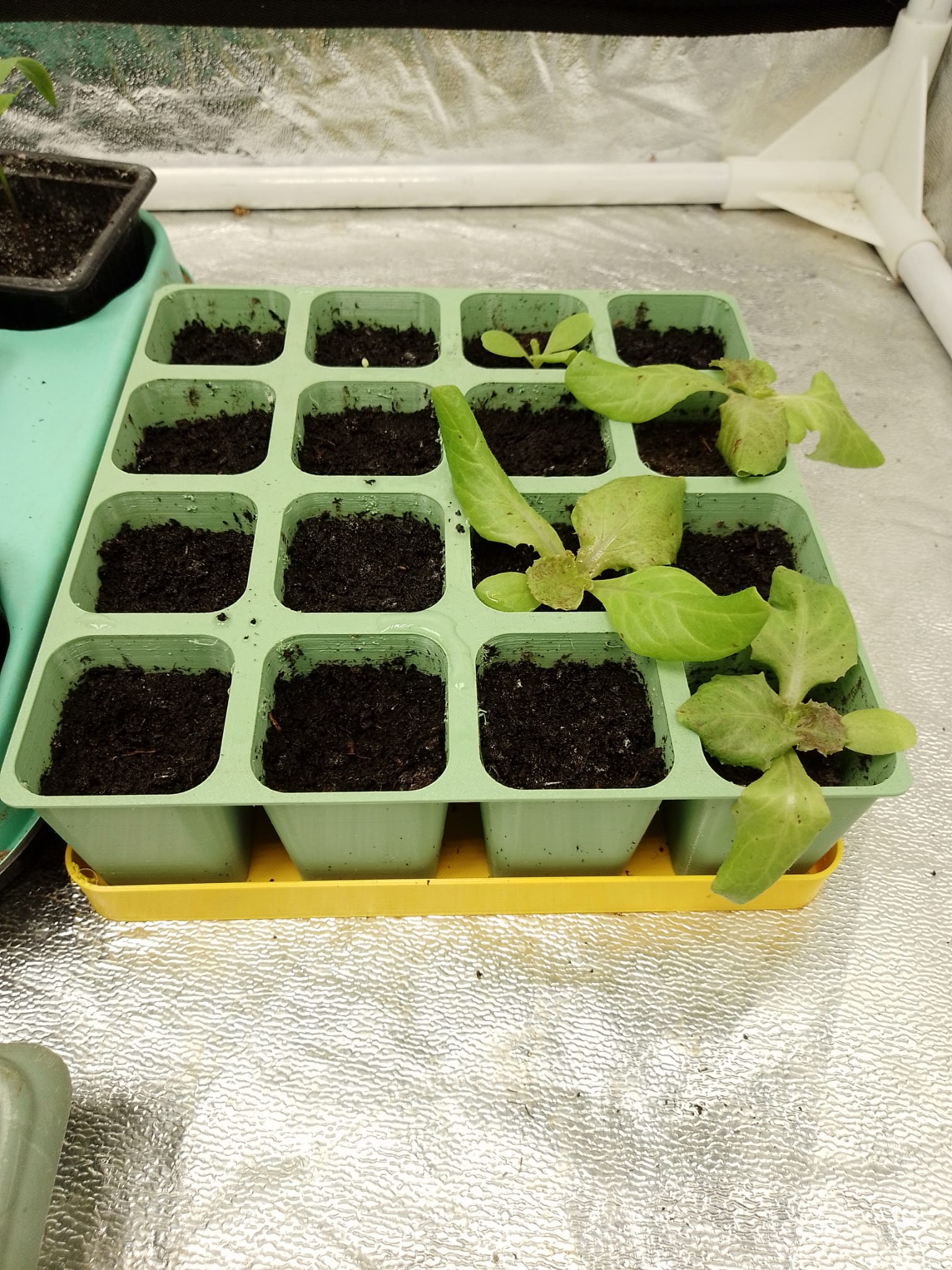 seedling plate - plaque à semis by NikoFly | Download free STL model ...