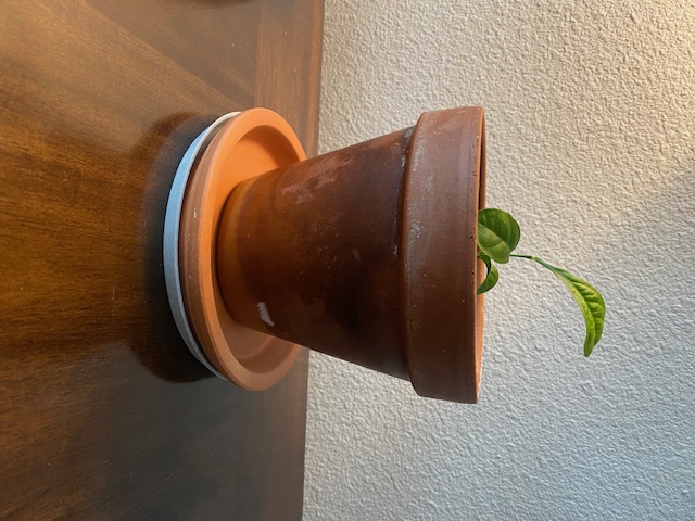 Planter Dish by Space Boi | Download free STL model | Printables.com