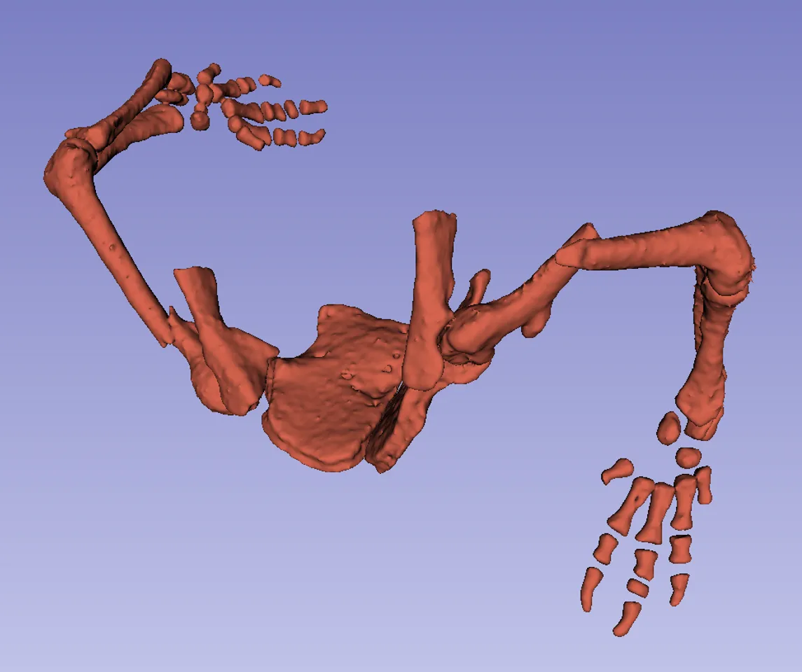 Salamander Skeleton by Austin Quinn | Download free STL model ...