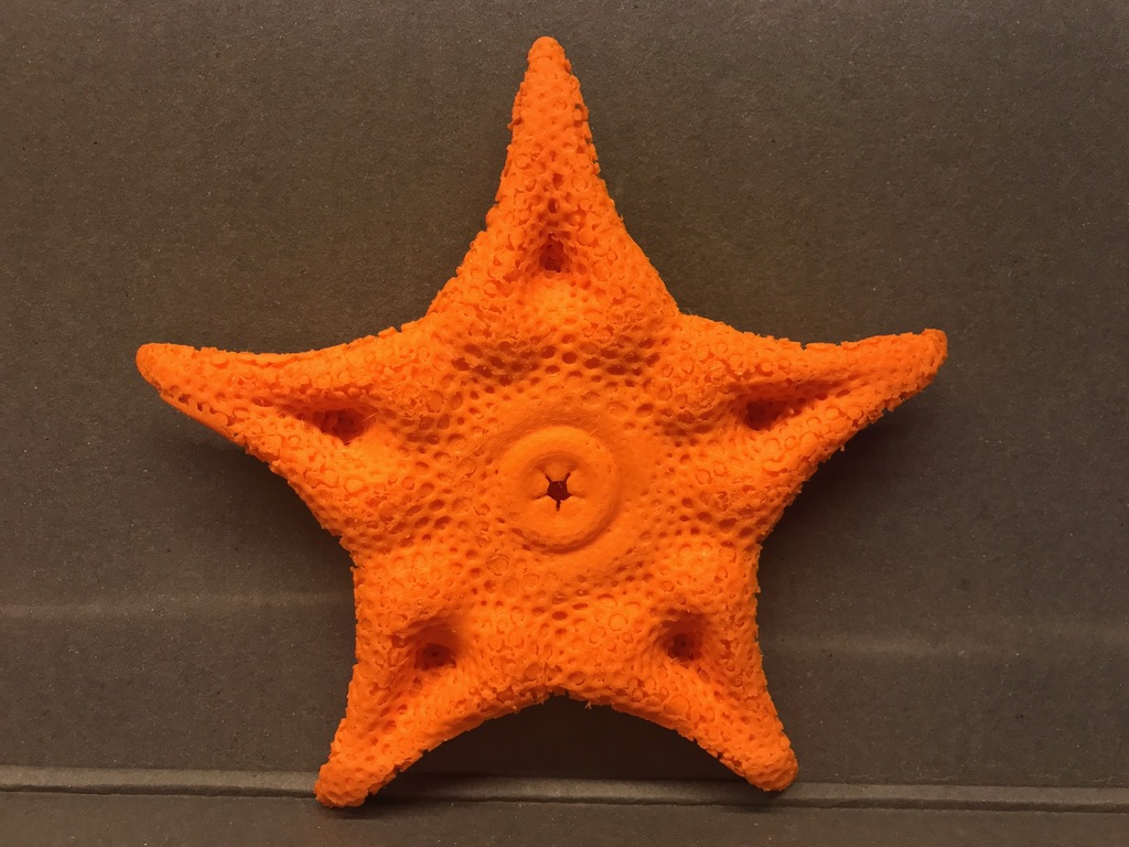 Starfish model by Empiricus | Download free STL model | Printables.com