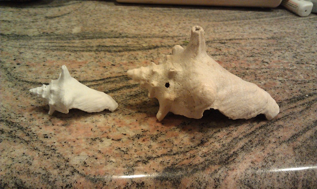 3D Scan of a Shell by PrintedSolid | Download free STL model ...