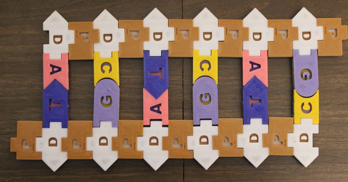 DNA / RNA Manipulative Display Set V2 by 3D-PT | Download free STL ...