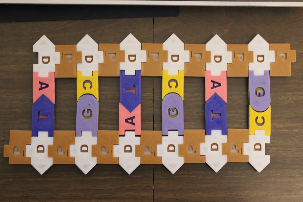 Dna Model Project With Labels