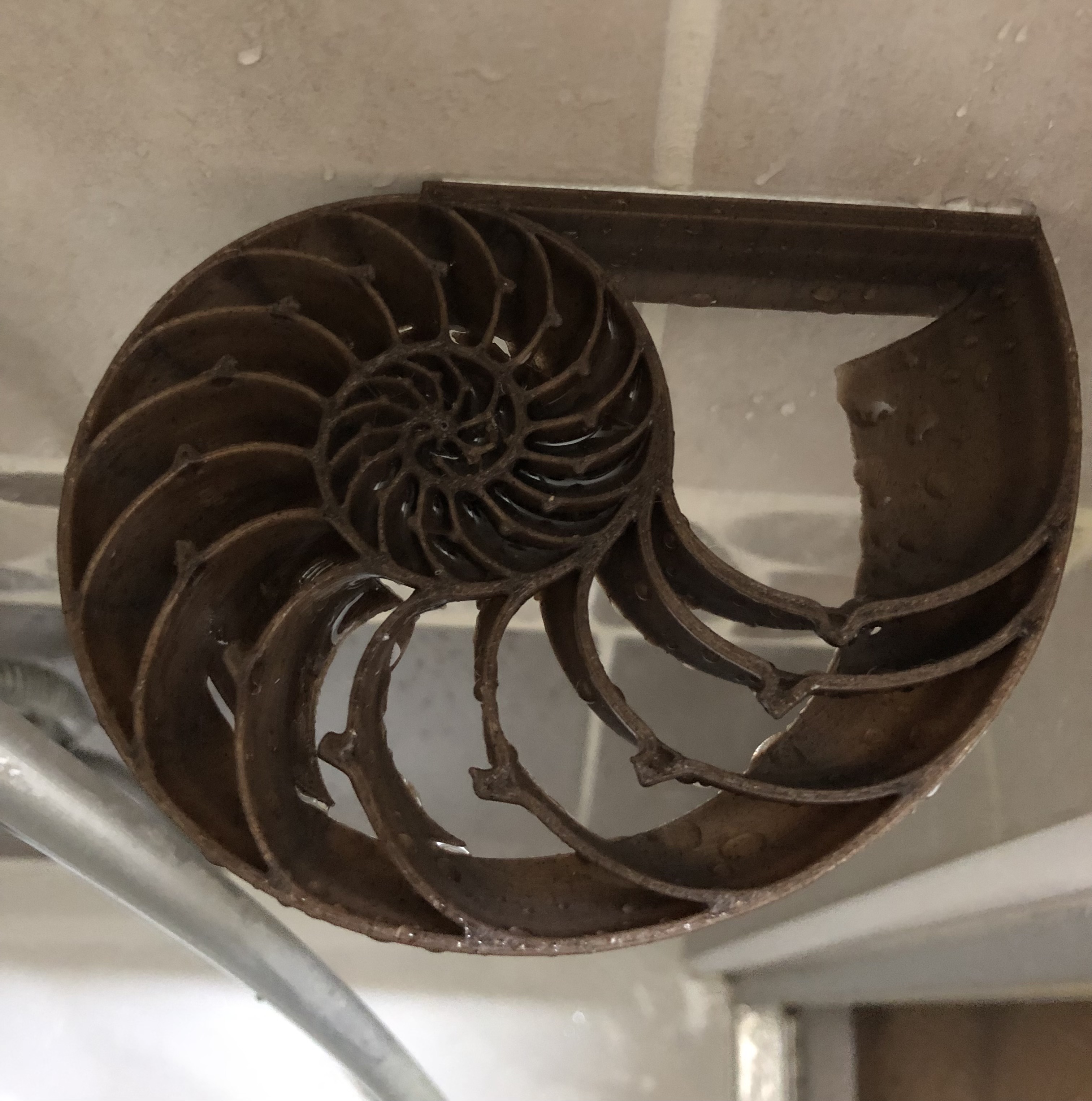 Nautilus Shell Soap Holder by p1way | Download free STL model ...