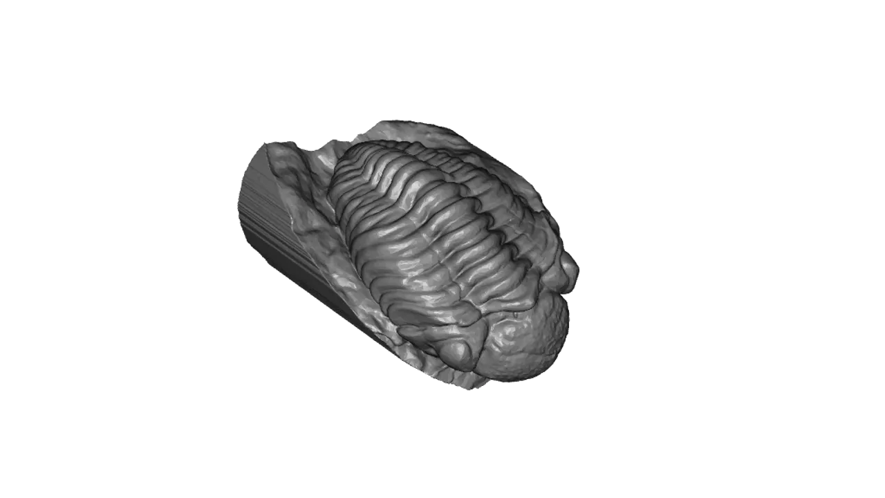 Trilobite Fossil by Austin Quinn | Download free STL model | Printables.com
