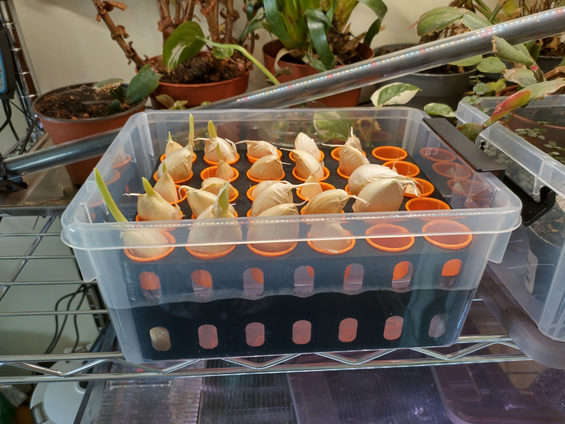 Aquaponic Garlic Starting Tray by Faenum | Download free STL model ...