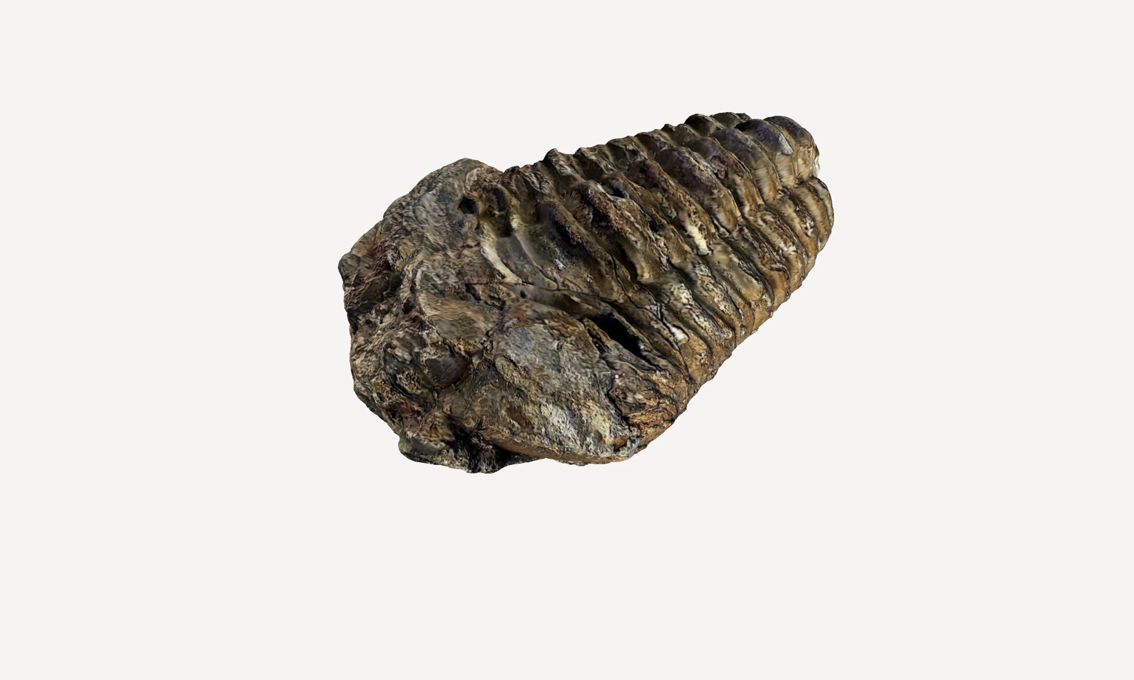 Trilobite bite fossil 3D scan by thedailymarc | Download free STL model ...
