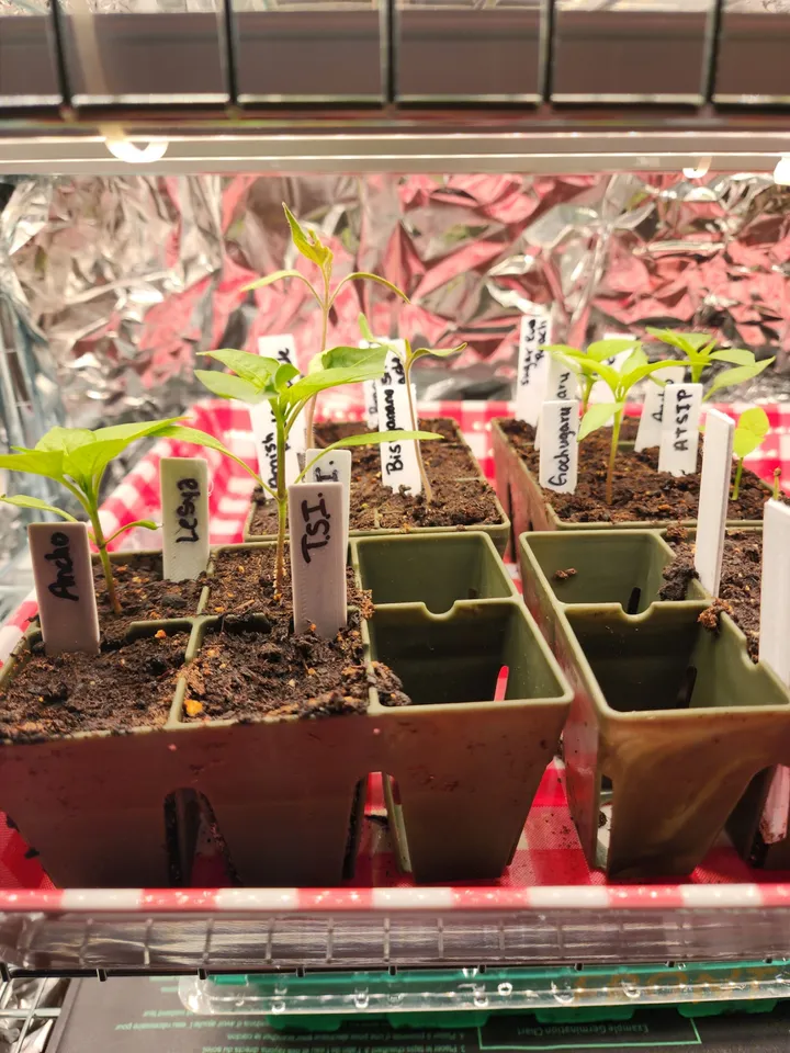 Plant Tags by Perpetual Printer | Download free STL model | Printables.com