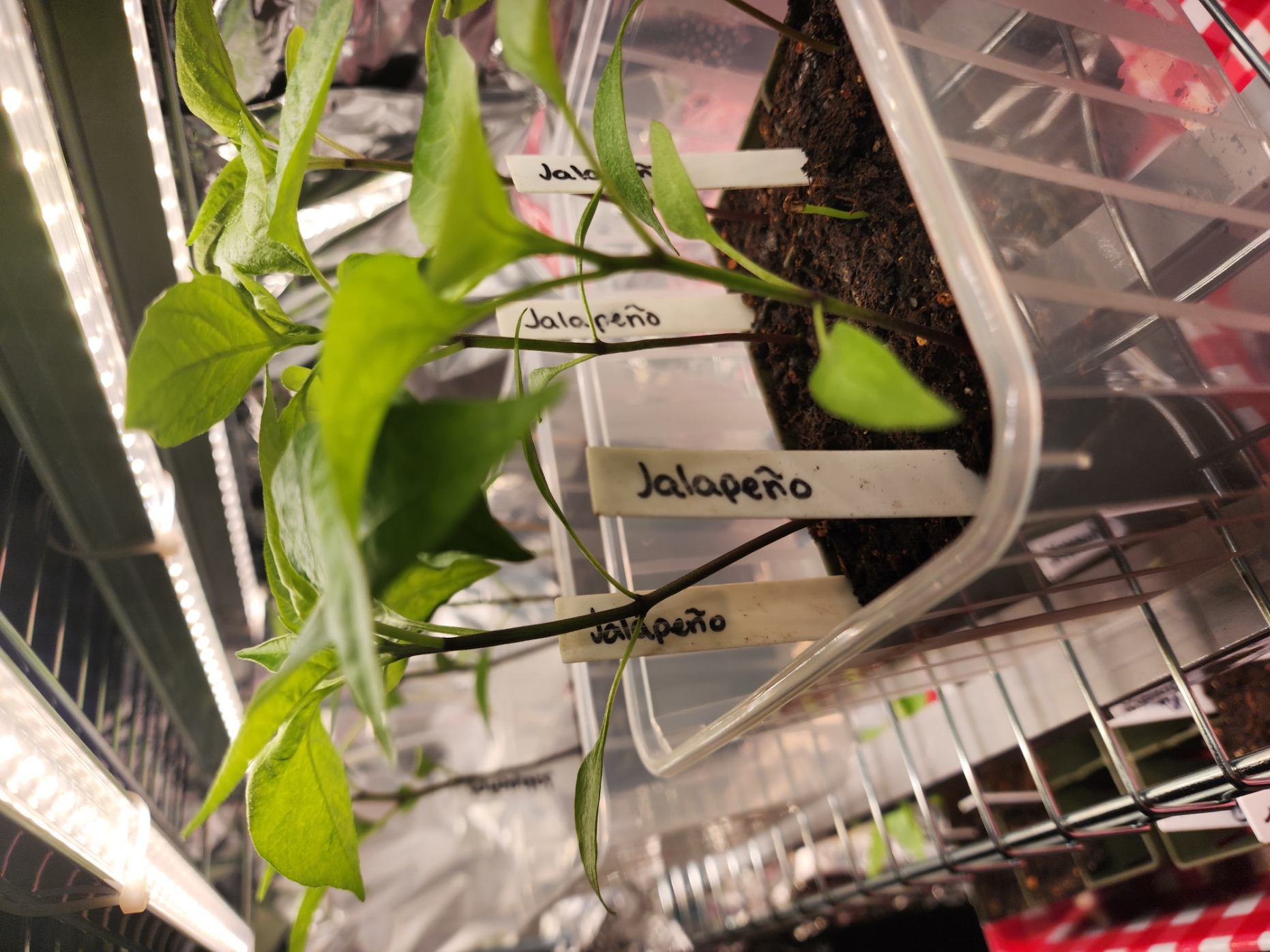 Plant Tags by Perpetual Printer | Download free STL model | Printables.com