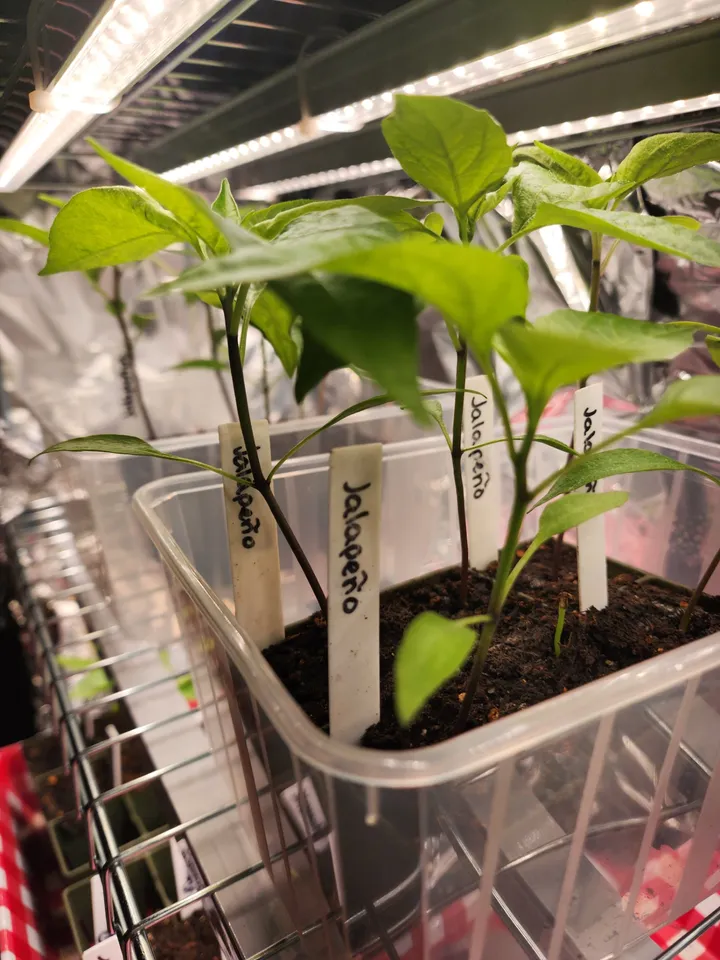 Plant Tags by Perpetual Printer | Download free STL model | Printables.com