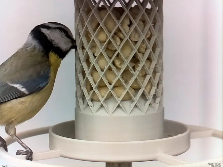 Bird Feeder by DanielDo | Download free STL model | Printables.com
