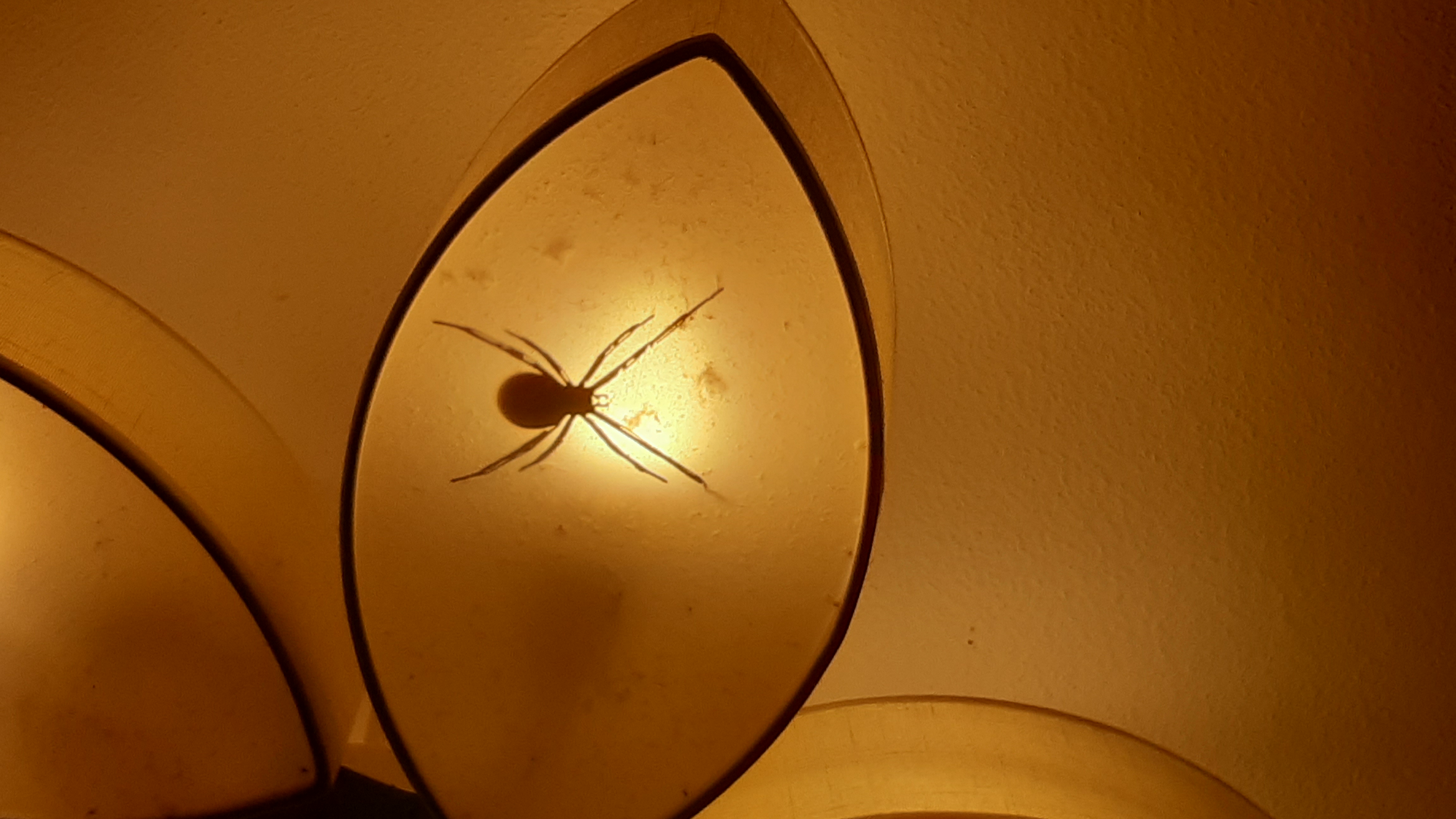 SCARY spider in the lamp PRANK by jakub | Download free STL model ...