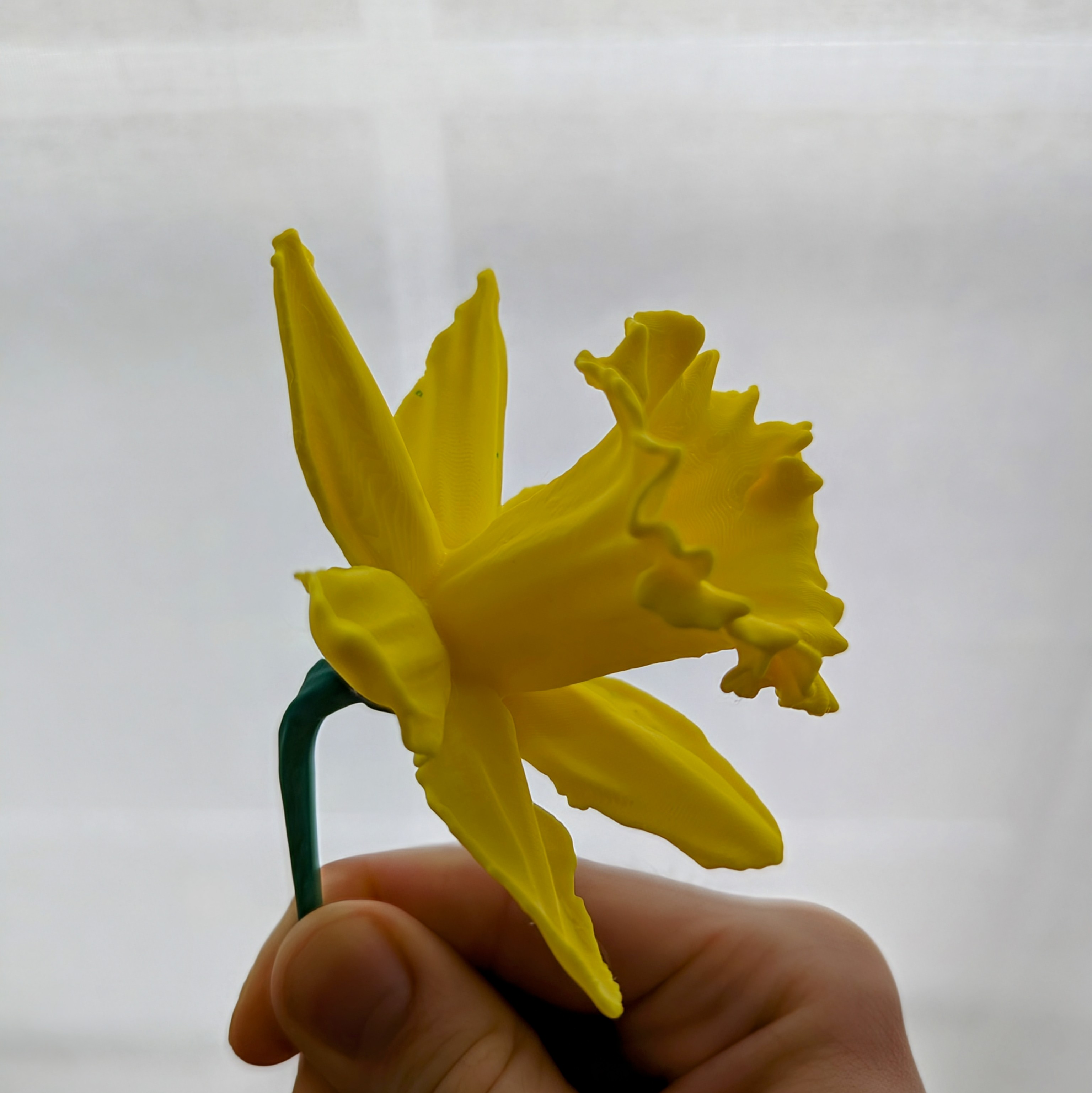UPDATED: Daffodil Flower & Stem (3d scanned real flower) by James Brown ...