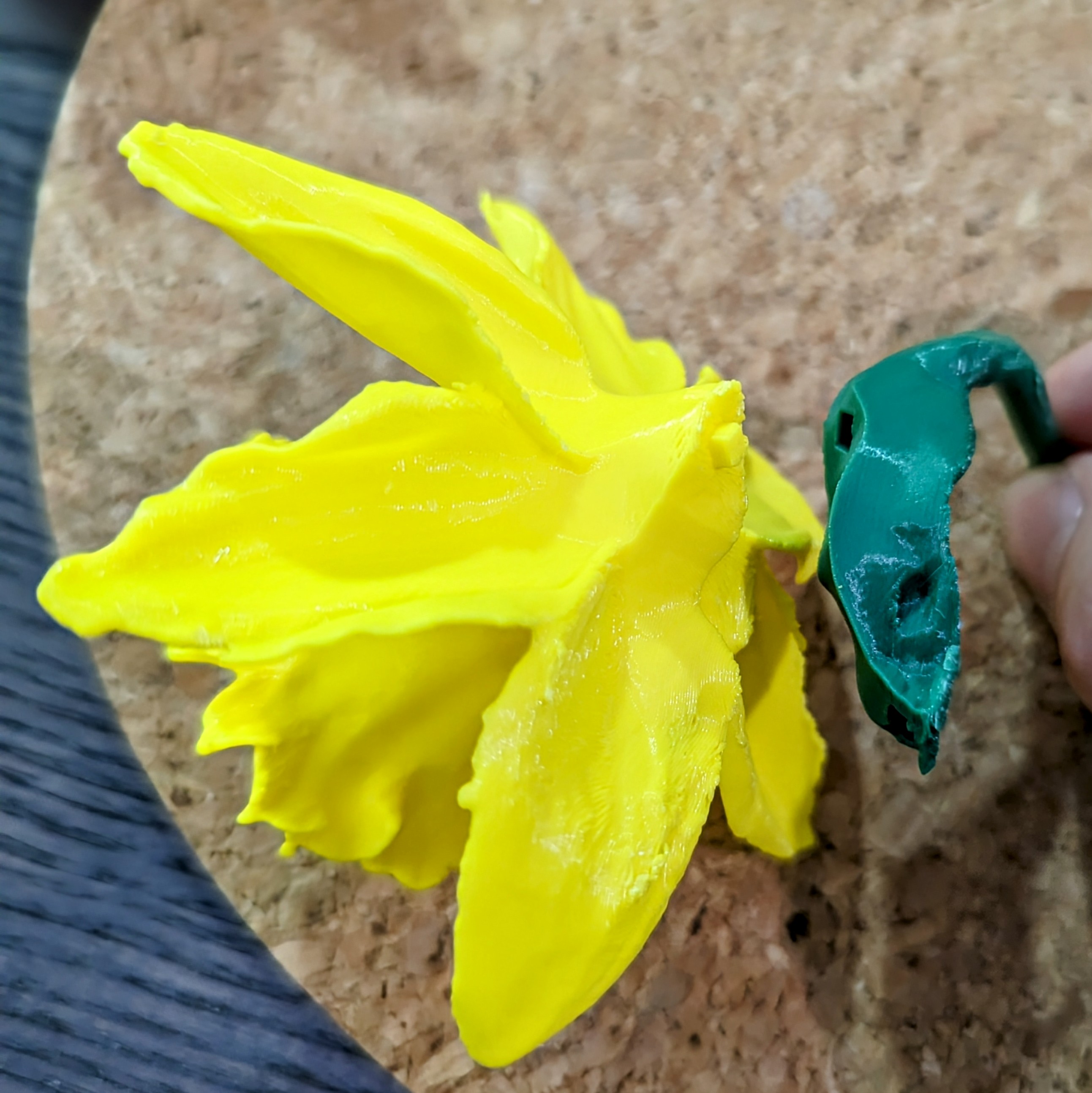 UPDATED: Daffodil Flower & Stem (3d scanned real flower) by James Brown ...