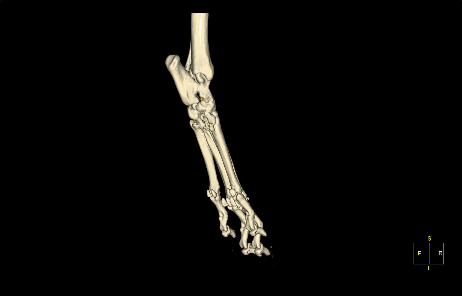 The left paw of the dog , created by CT result by Dr.Pavlov | Download ...