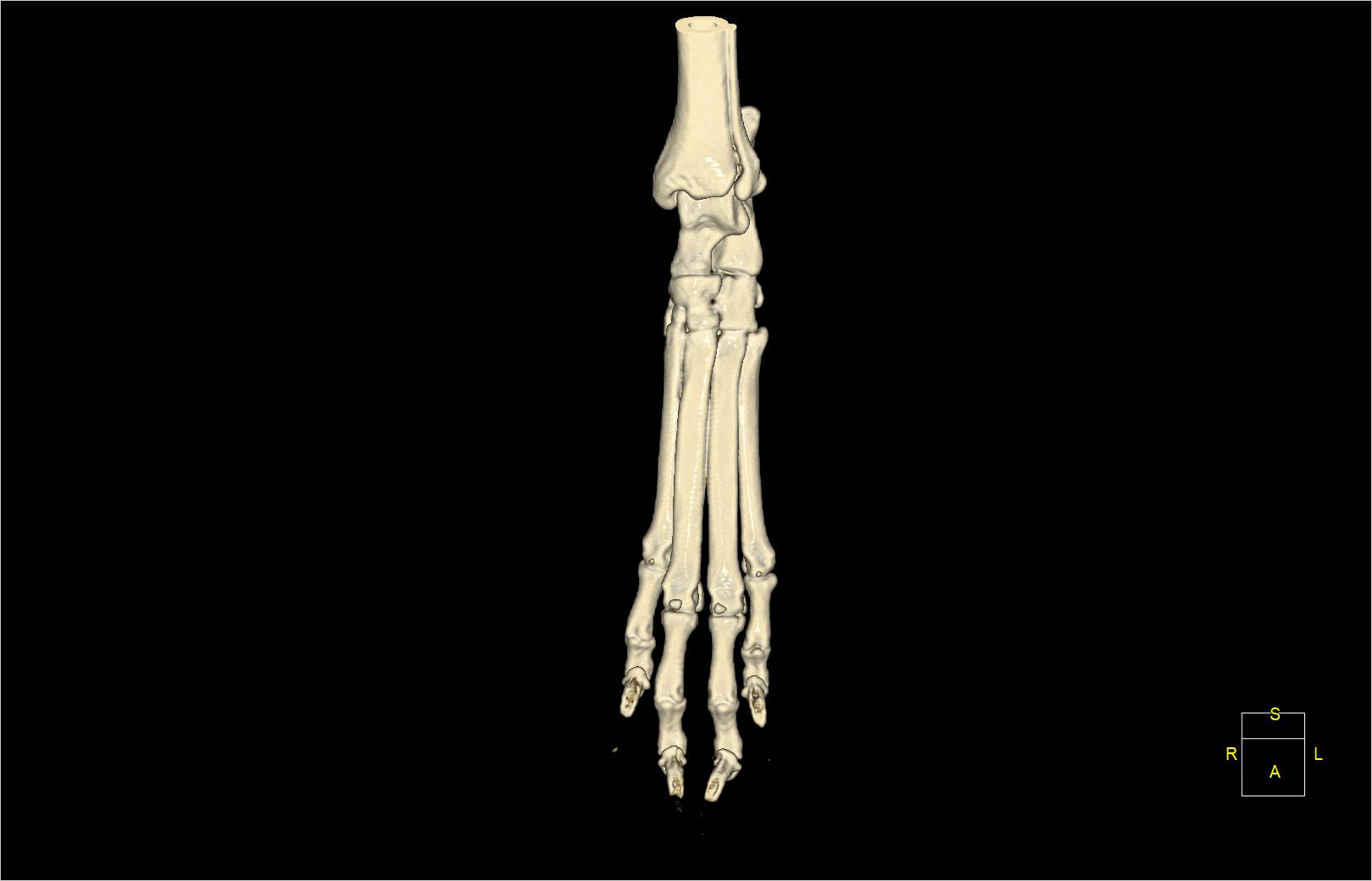 The left paw of the dog , created by CT result by Dr.Pavlov | Download ...