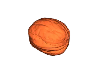 Walnut - 3D Scan by openscan | Download free STL model | Printables.com