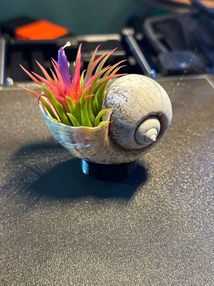 Shell Stand by DJJM | Download free STL model | Printables.com