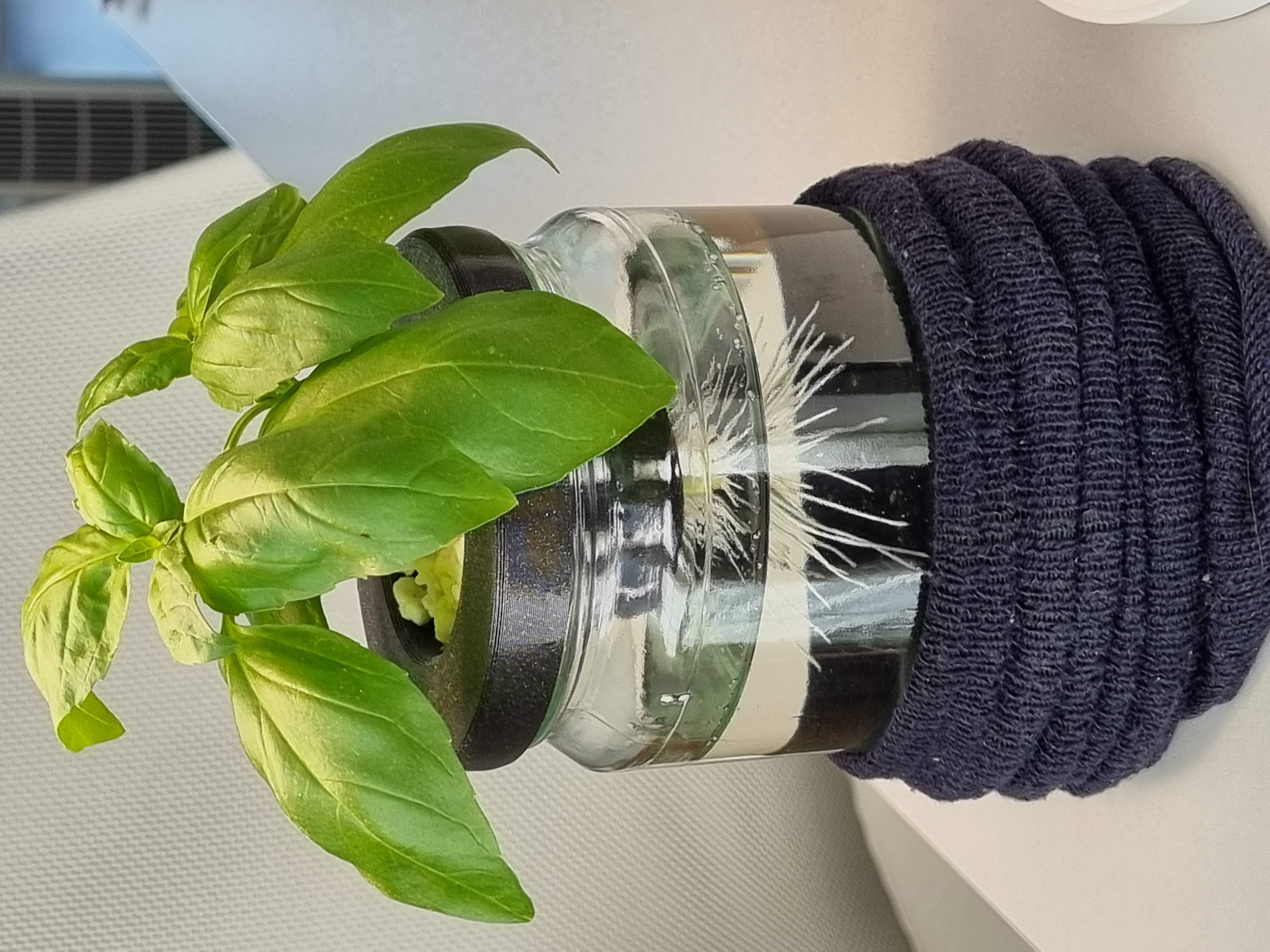 Hydroponic Net Pot Lid by ishikawats | Download free STL model ...