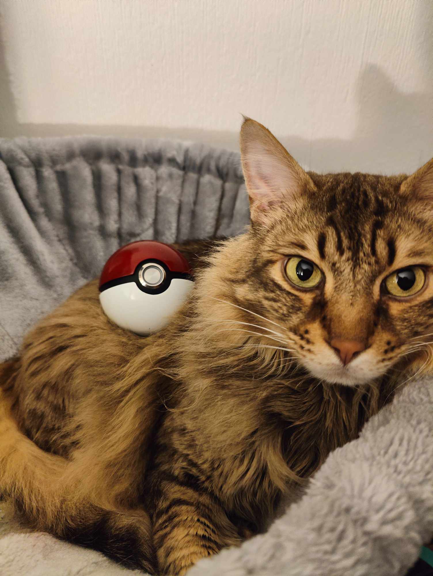 Pokeball by Indigobeef | Download free STL model | Printables.com