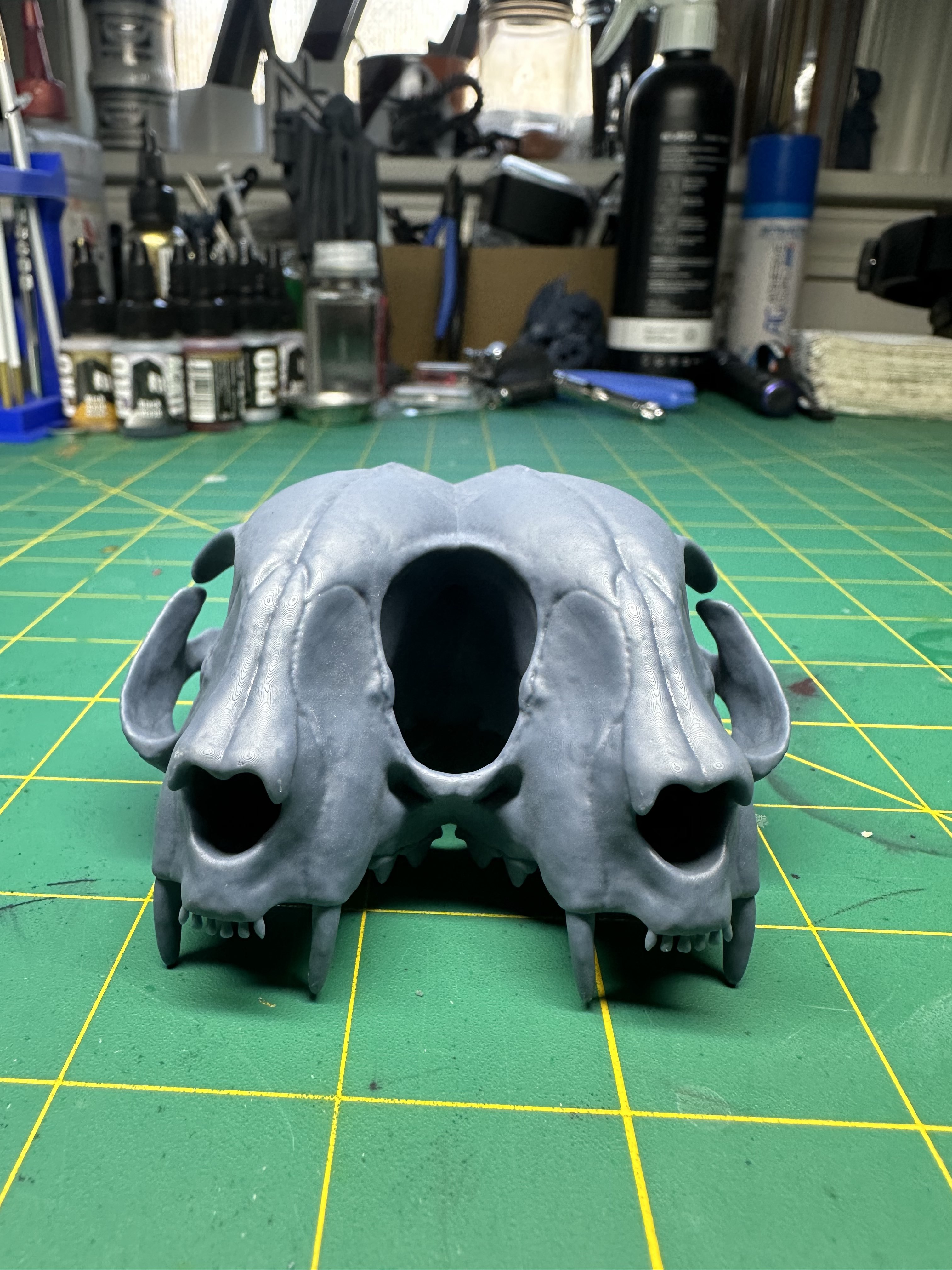 Conjoined Domestic Cat Skull by Lantern Lore | Printables Store