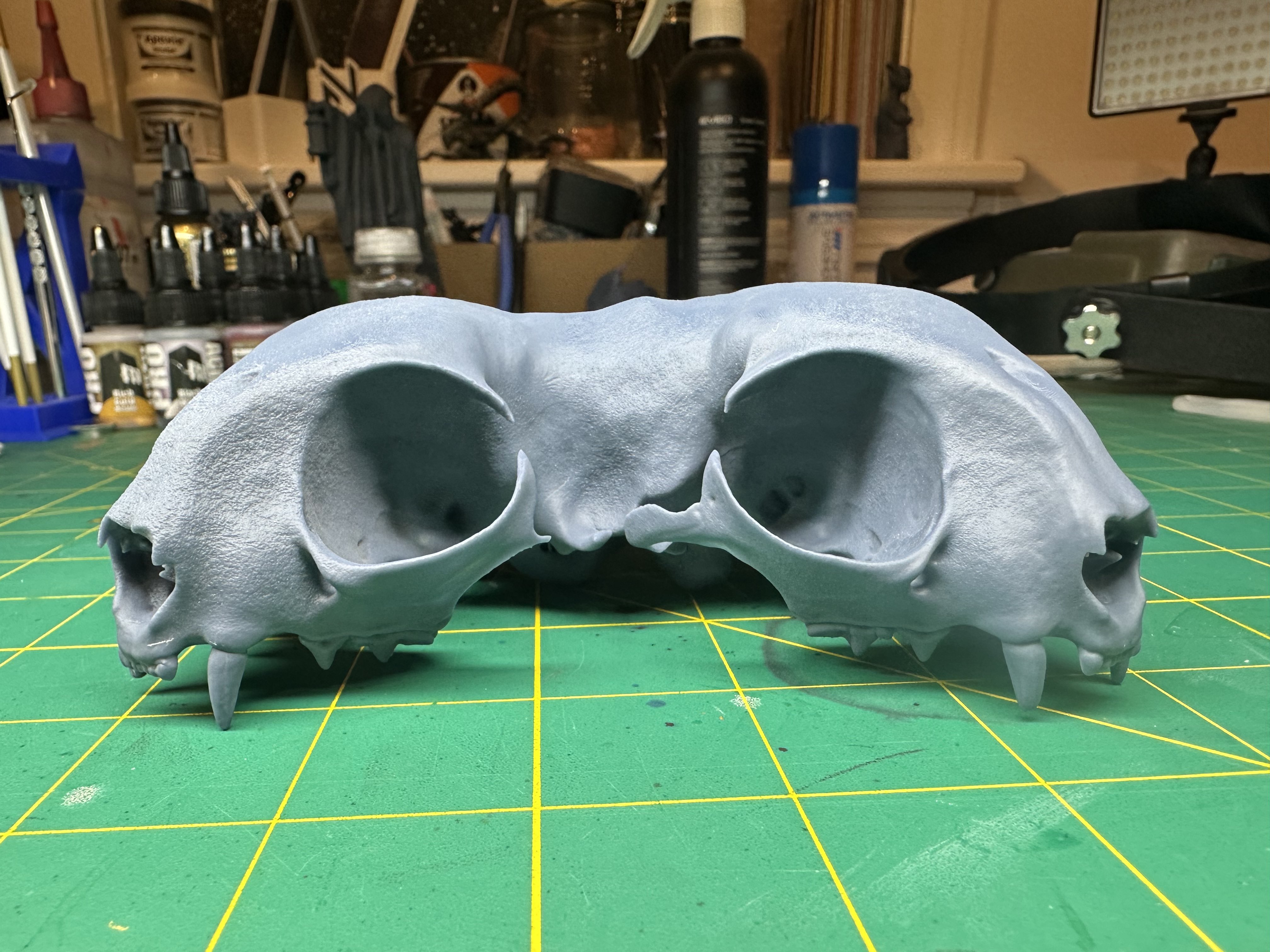 Conjoined Domestic Cat Skull por Lantern Lore | Tienda de Printables