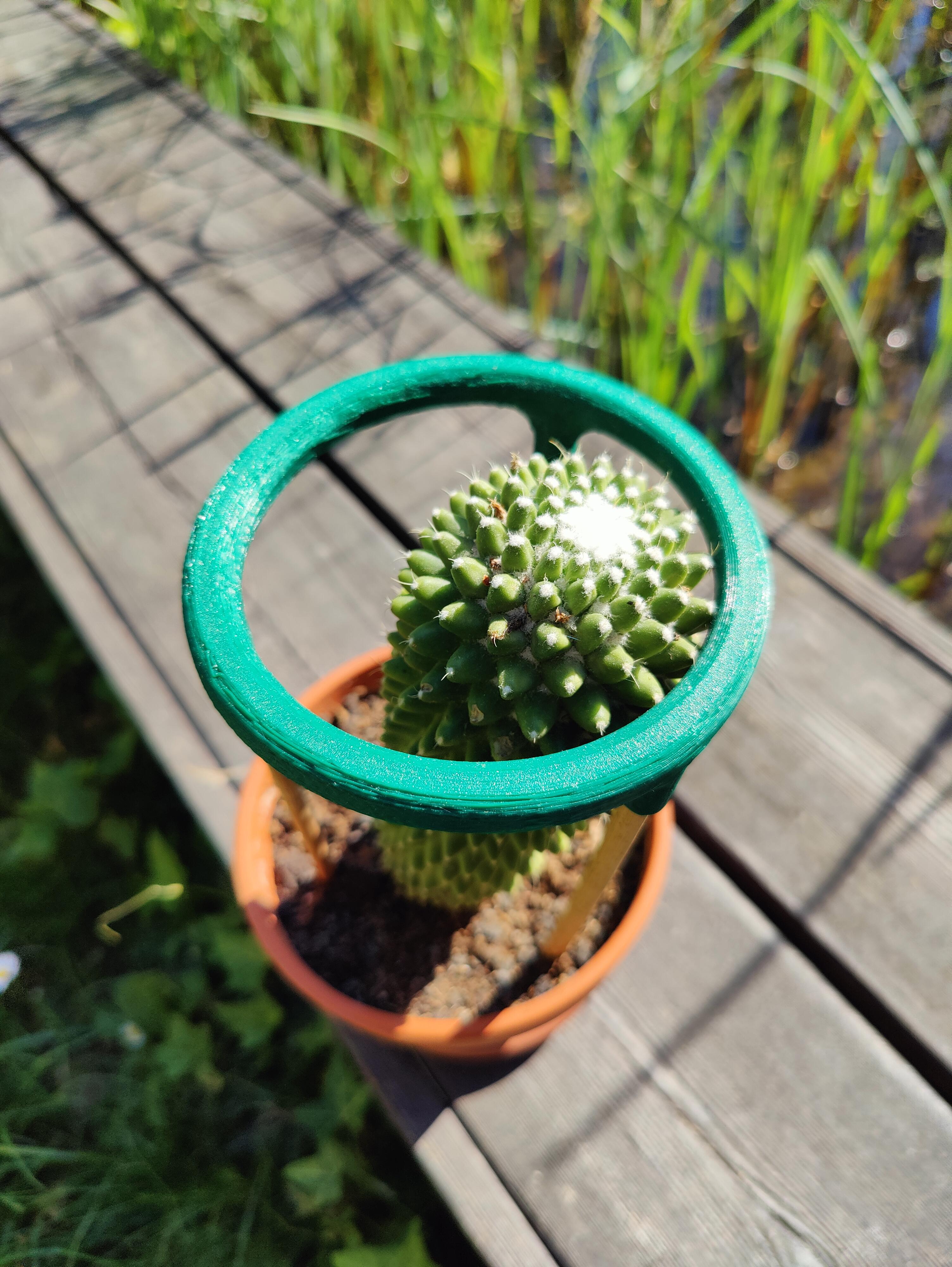 Cactus or plant support by IreBrezOvire | Download free STL model ...