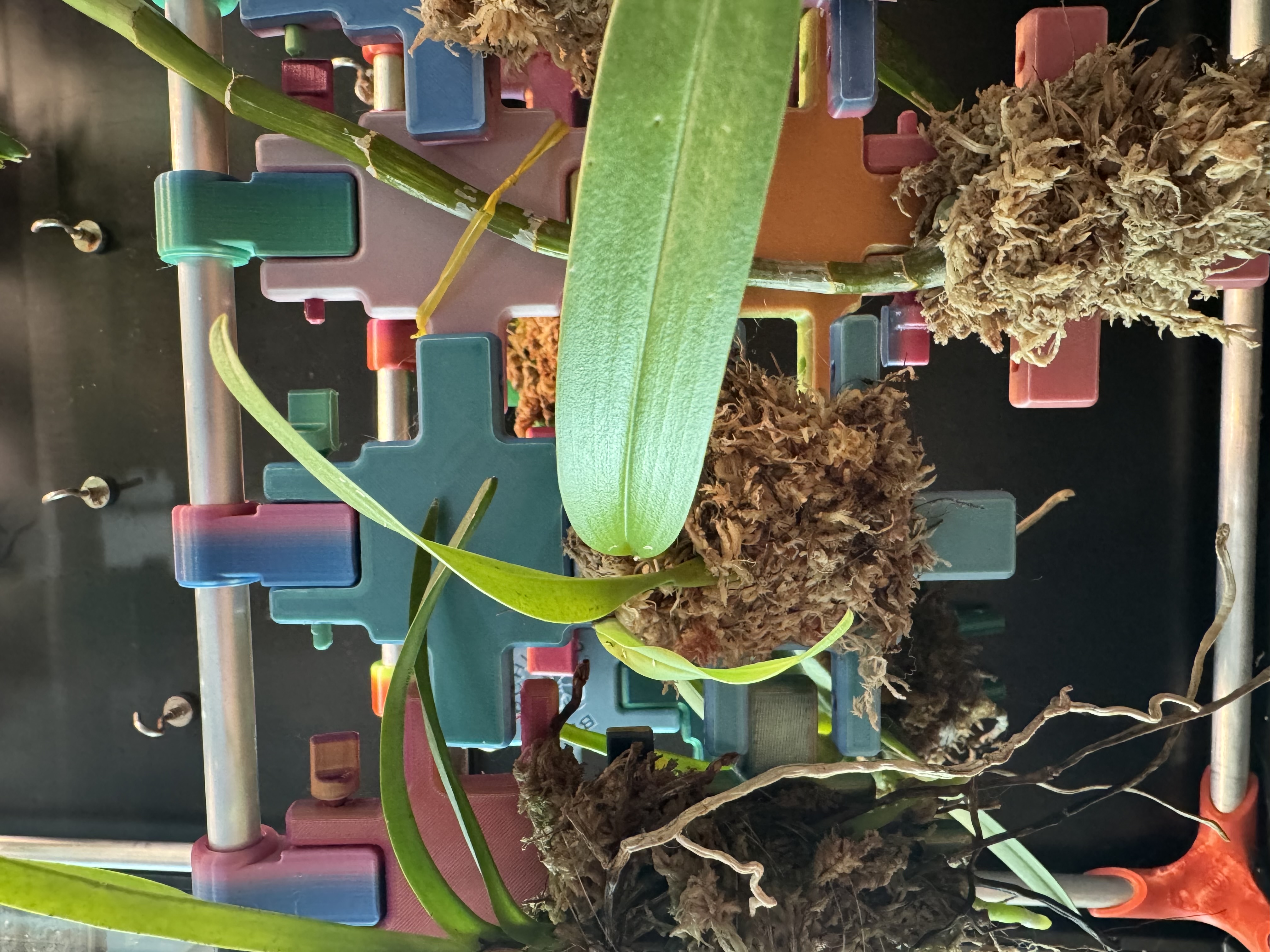 Link Based Orchid Mounting System von Ben L | Kostenloses STL-Modell ...