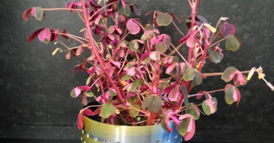 Cache pot fleurs by IOP | Download free STL model | Printables.com