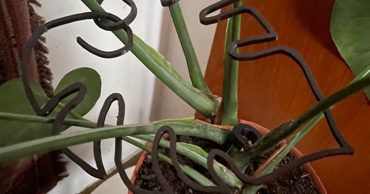 Monstera plant support by Magician | Download free STL model ...