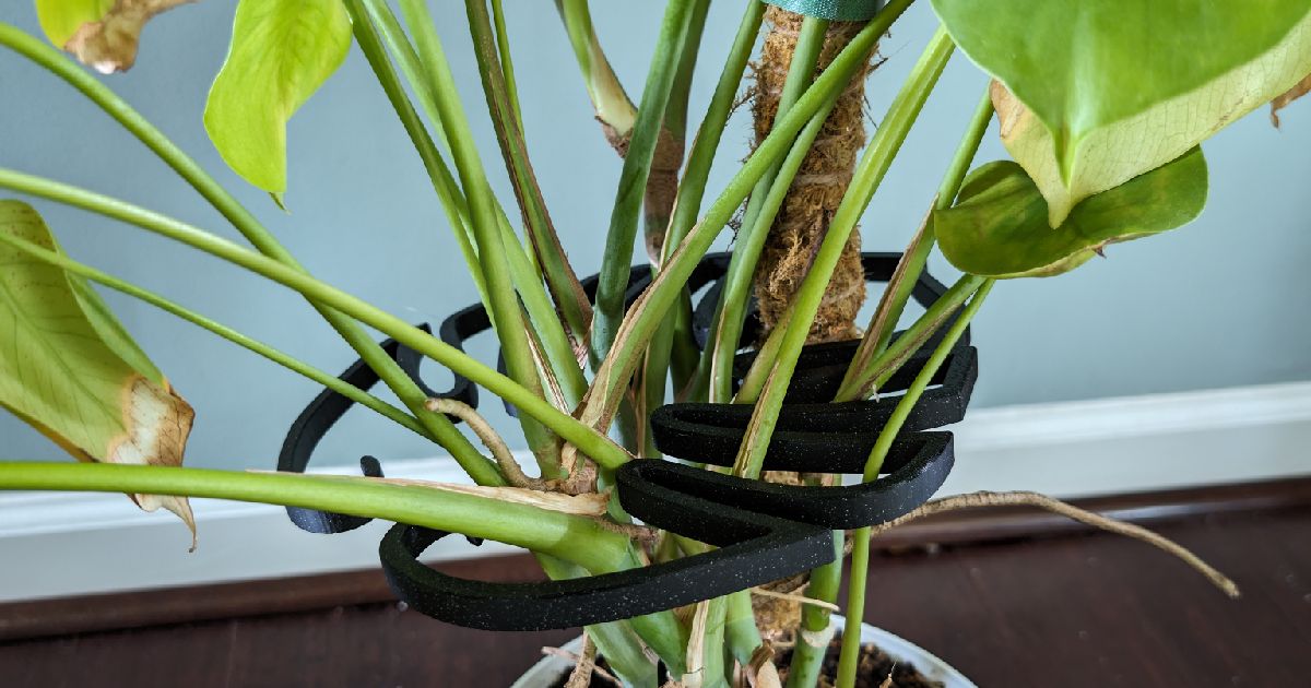 V2 Monstera Plant support in leaf shape by Black0ut | Download free STL ...