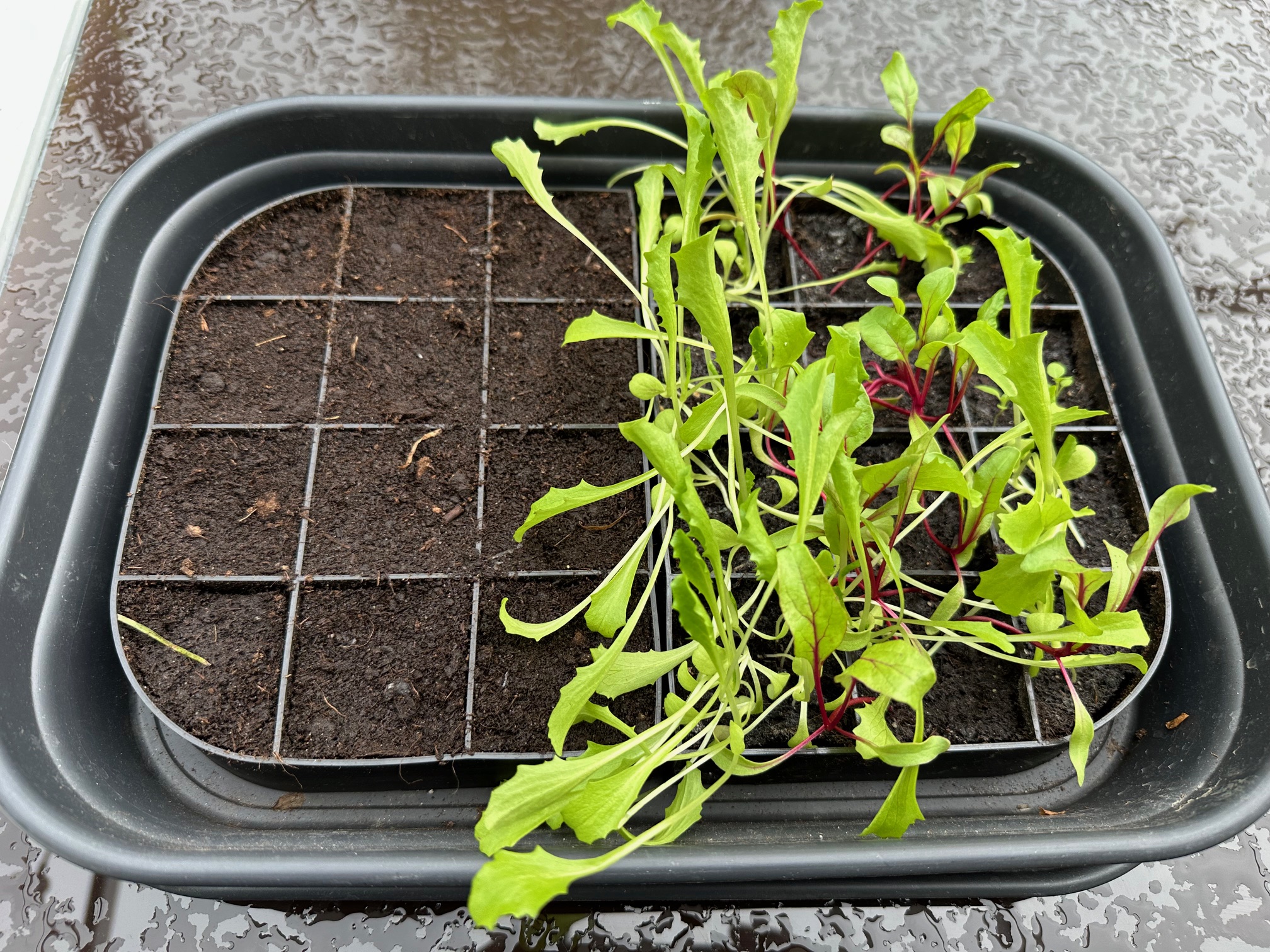 The Easy Seeding Boxes for greenhouse by Flo4Print | Download free STL ...