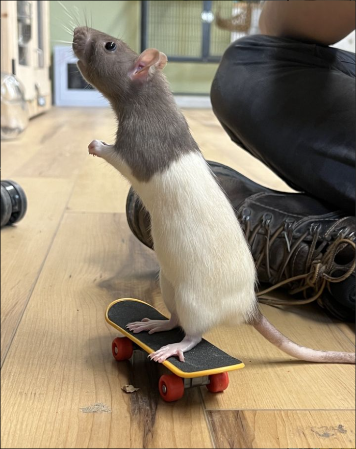 Rat on a Skateboard by Tfries_ | Download free STL model | Printables.com