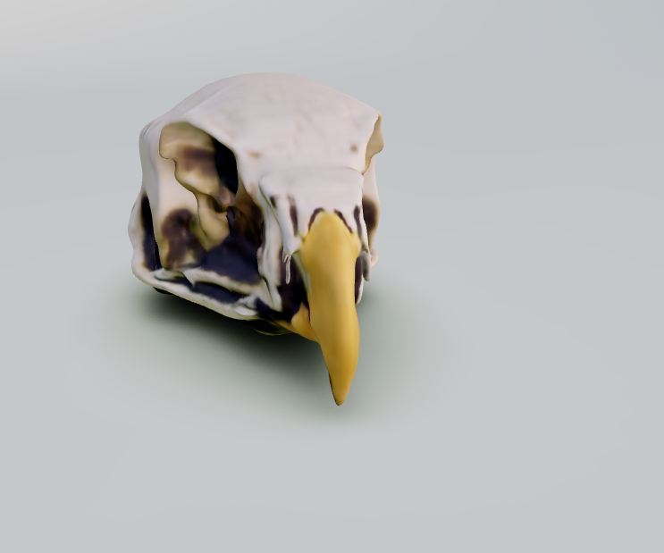bird skull by Synchro | Download free STL model | Printables.com