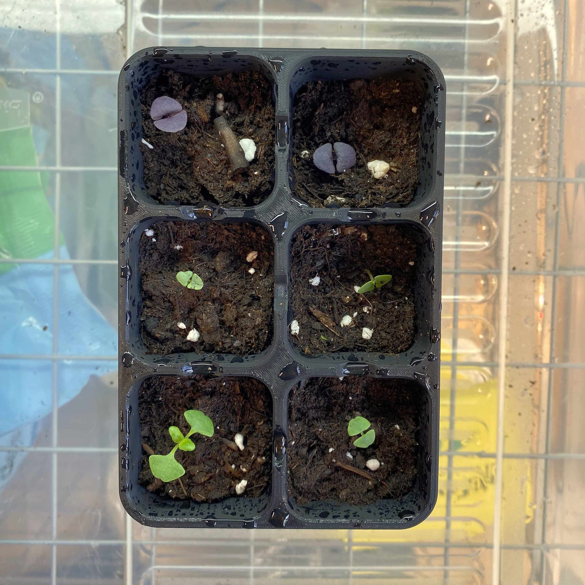 Practical Seedling Trays by Sascha Uncia | Download free STL model ...