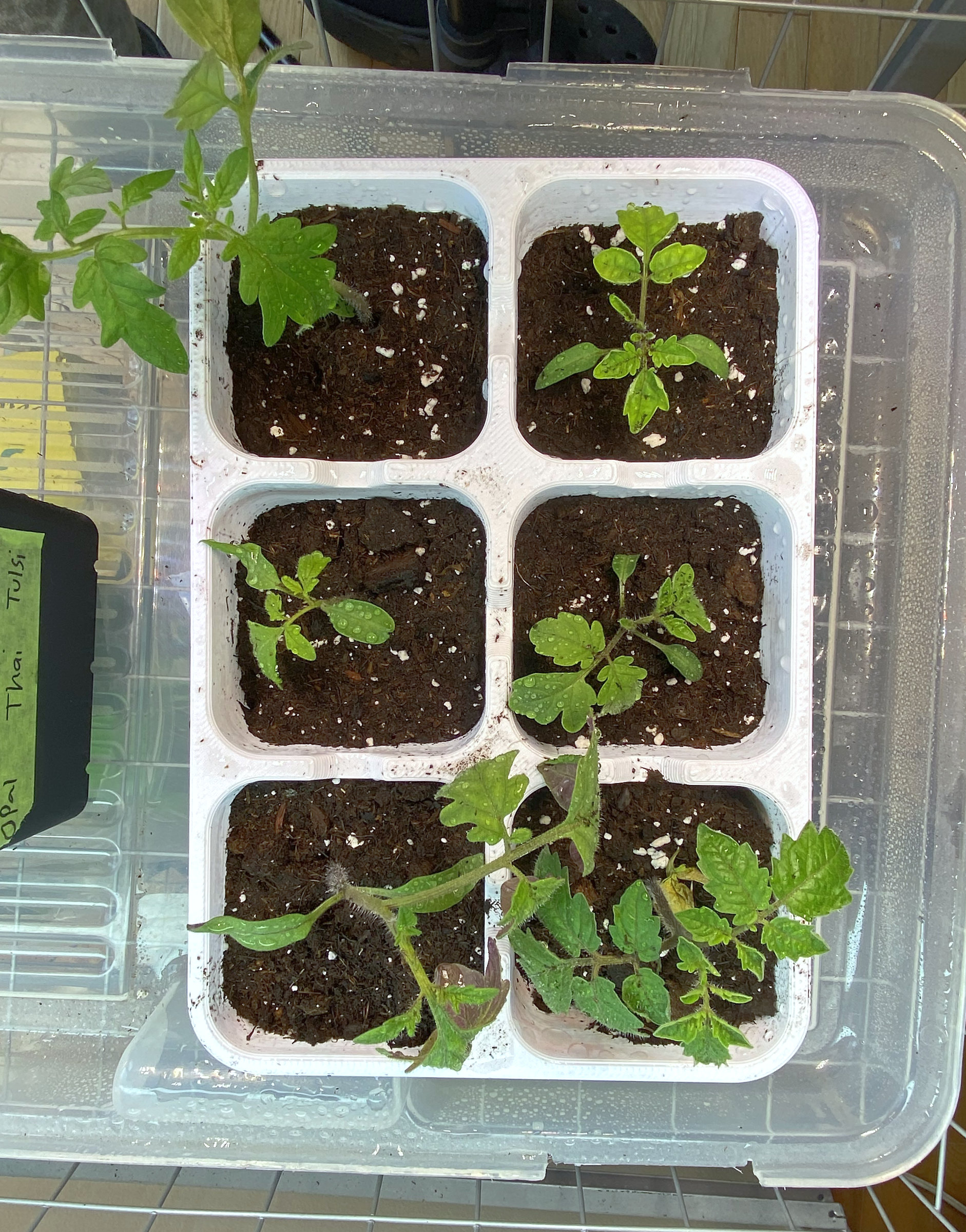 Practical Seedling Trays by Sascha Uncia | Download free STL model ...