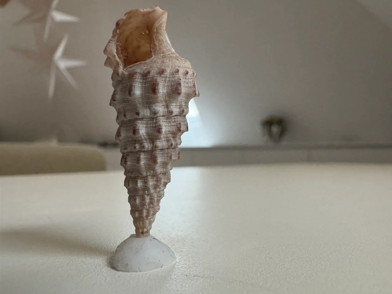 Cerithium snail shell with stand by AlexW | Download free STL model ...