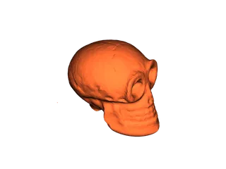 Small Skull by Zack Ronald | Download free STL model | Printables.com